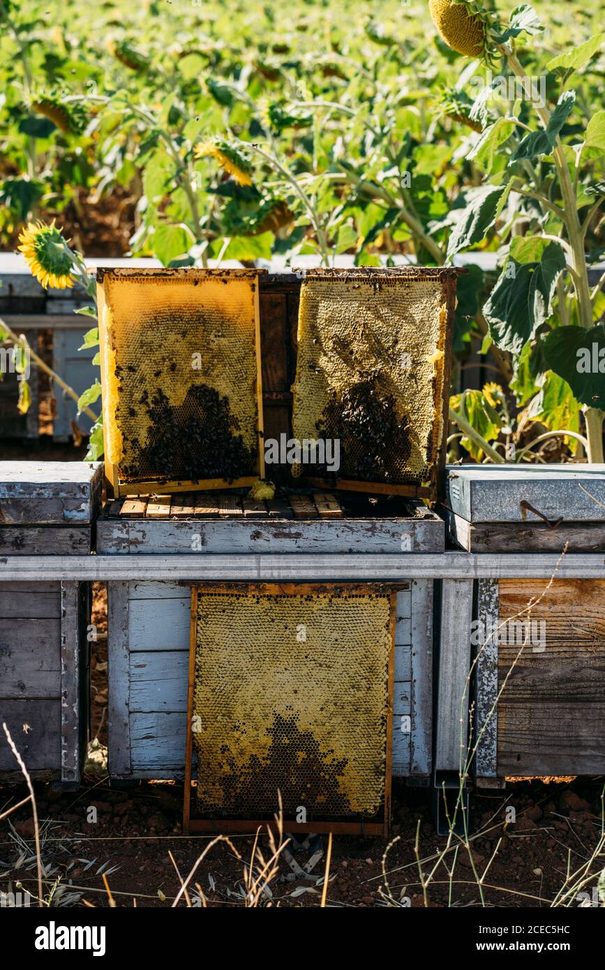 Honey bee frames Stock Photo - Alamy