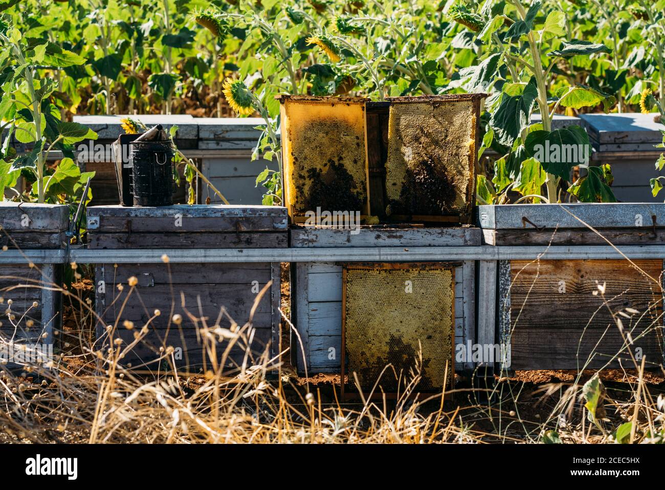 Honey bee frames Stock Photo - Alamy