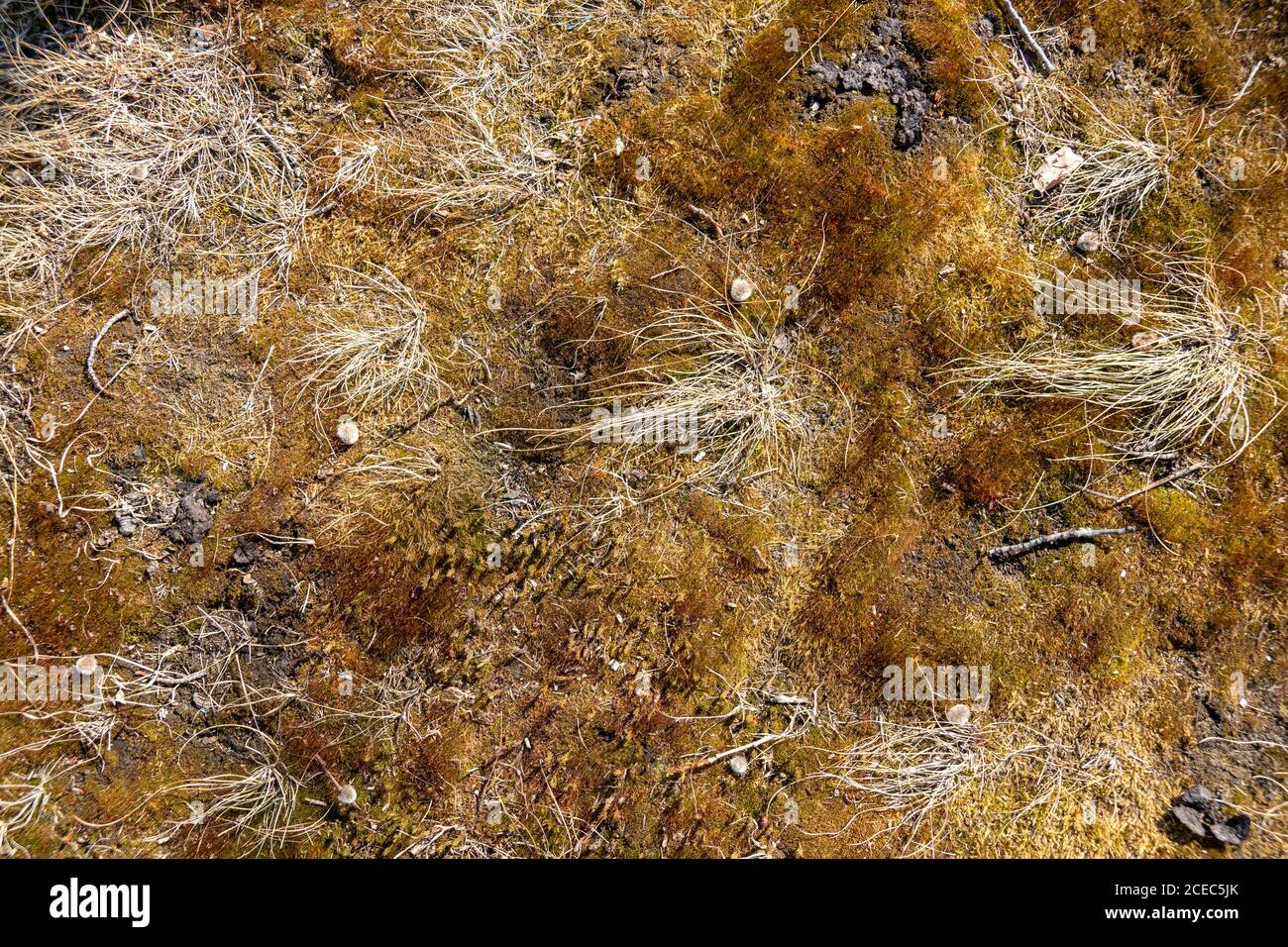 natural texture background spring moss Stock Photo - Alamy