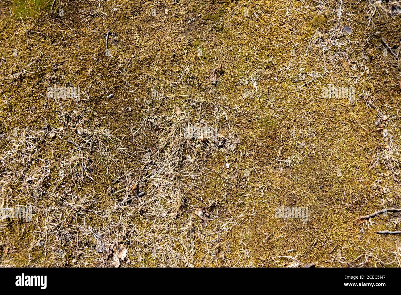 natural texture background spring moss Stock Photo - Alamy