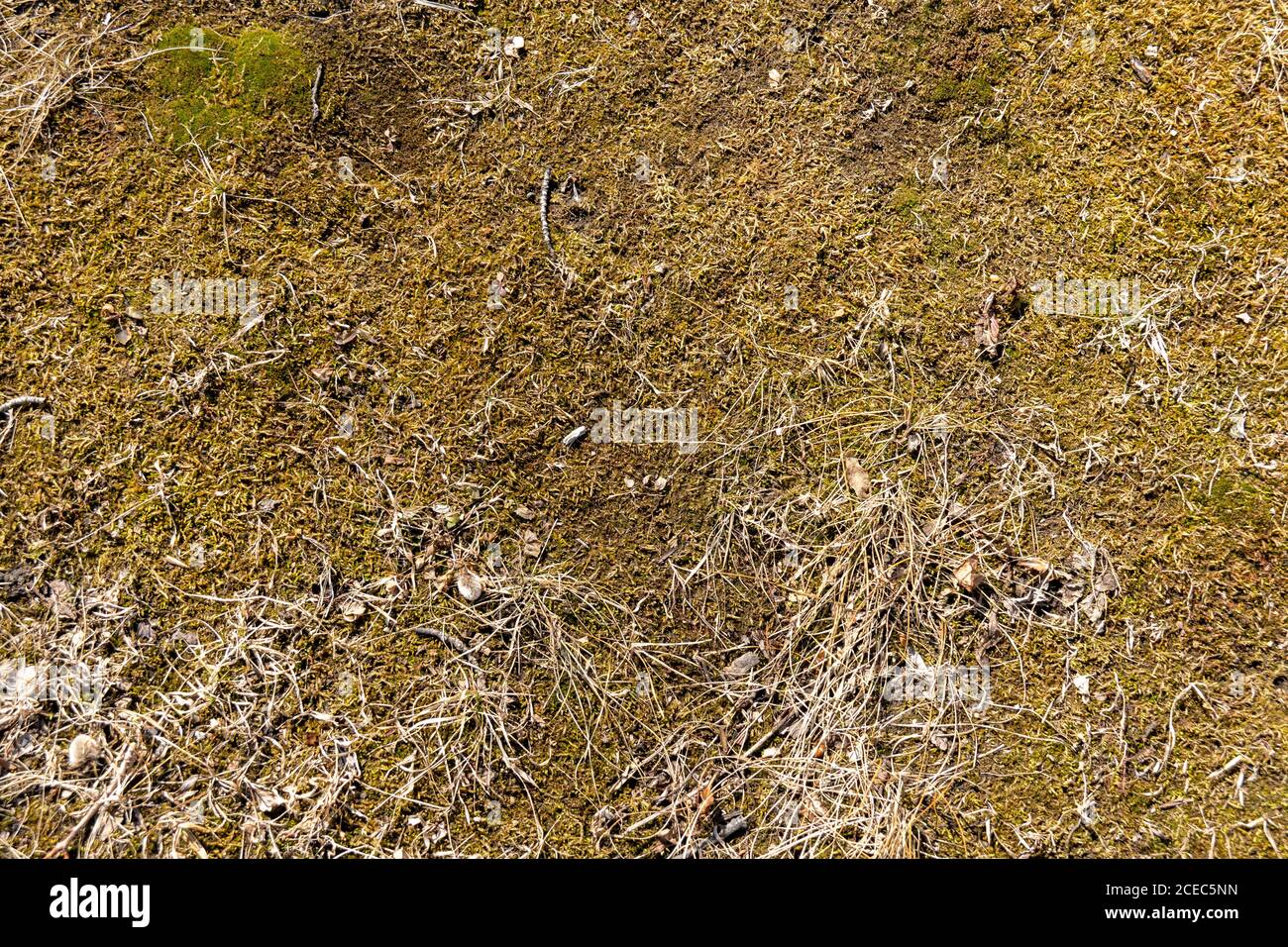 natural texture background spring moss Stock Photo - Alamy