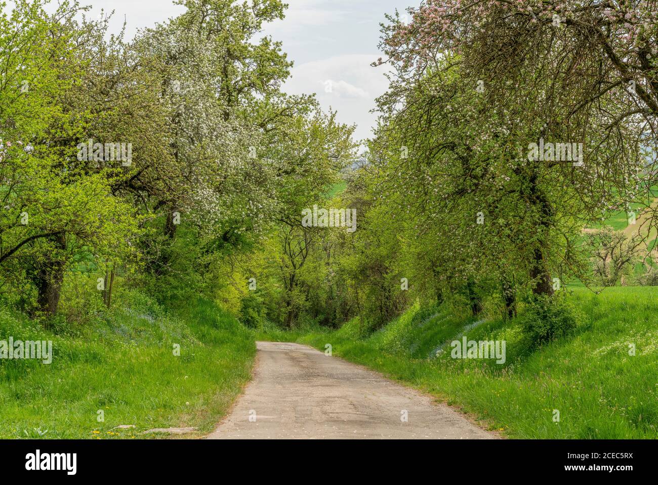 idyllic rural landscape with road and trees in Southern Germany at ...