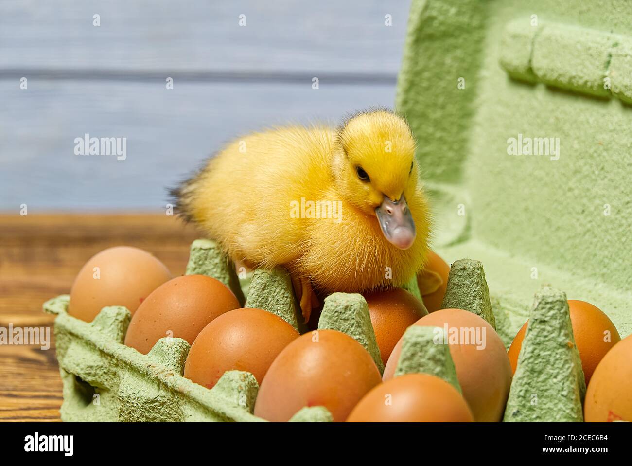 Newborn Duckling sitting on eggs in a green paper tray Stock Photo - Alamy