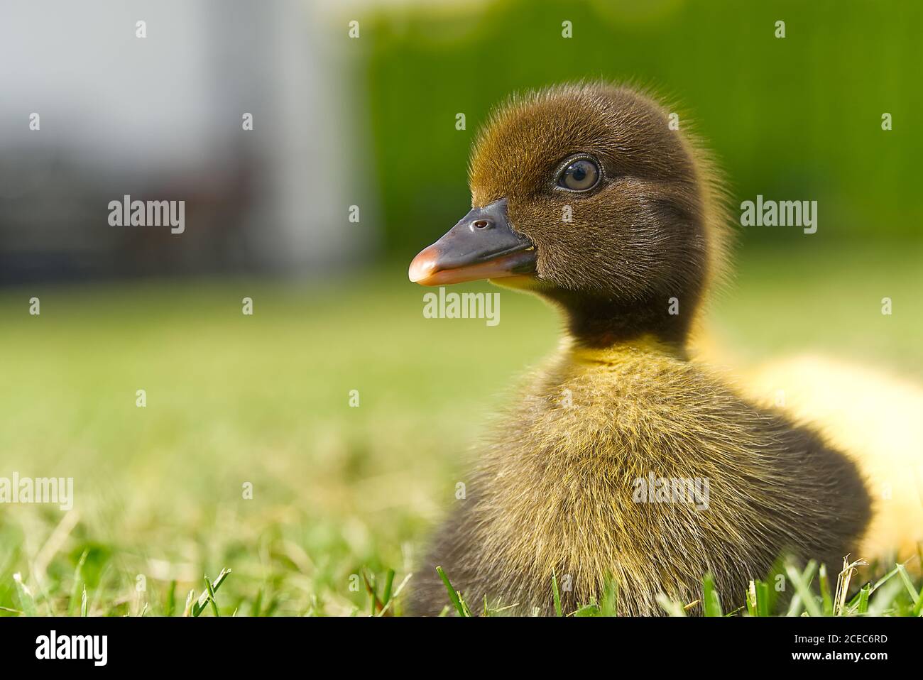 Cute Duckling