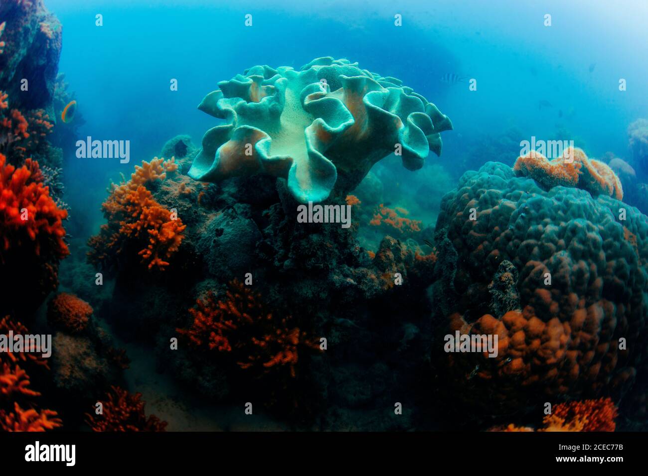 Different colored corals in sea Stock Photo - Alamy