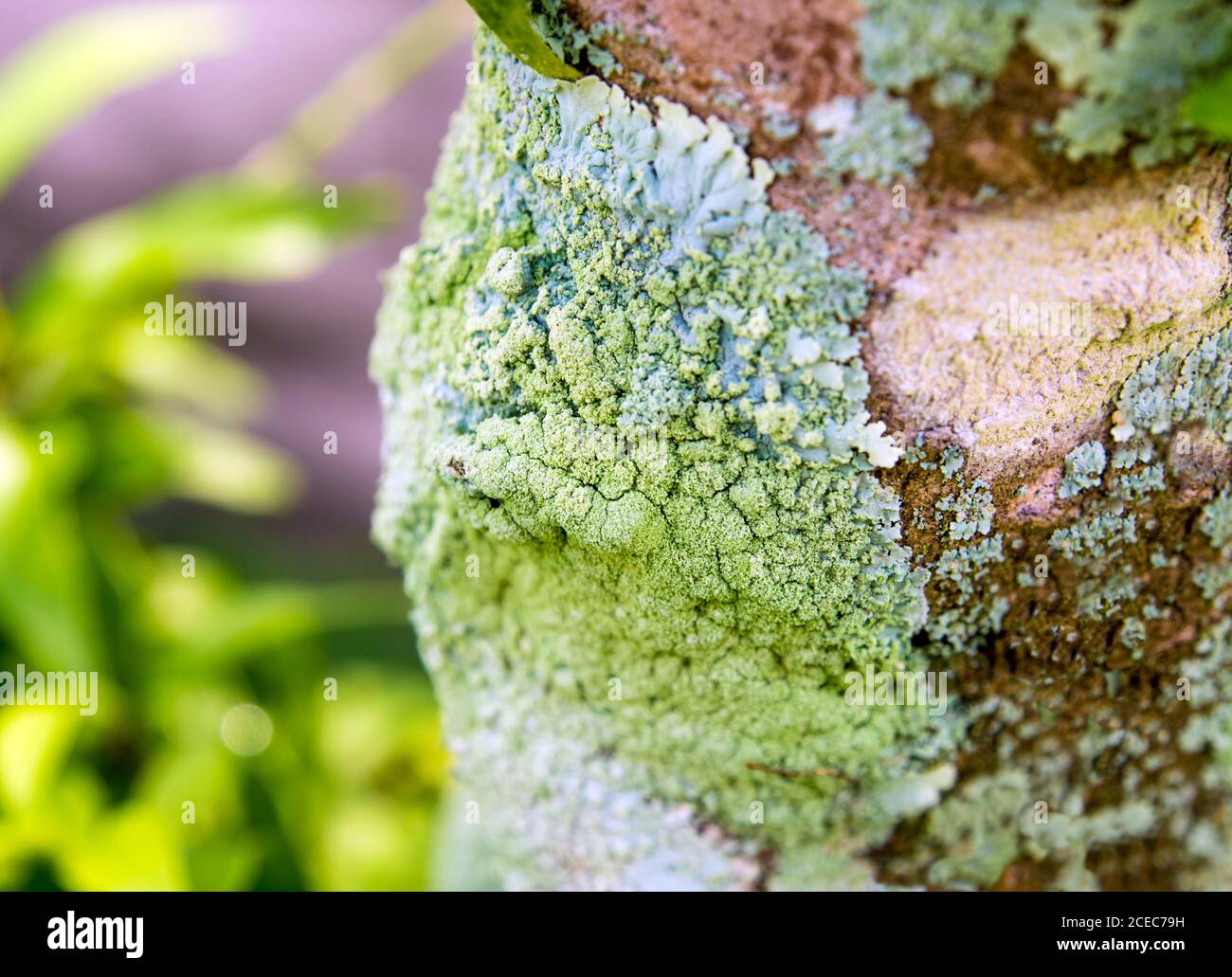 Tree bark covered in algae hi-res stock photography and images - Alamy