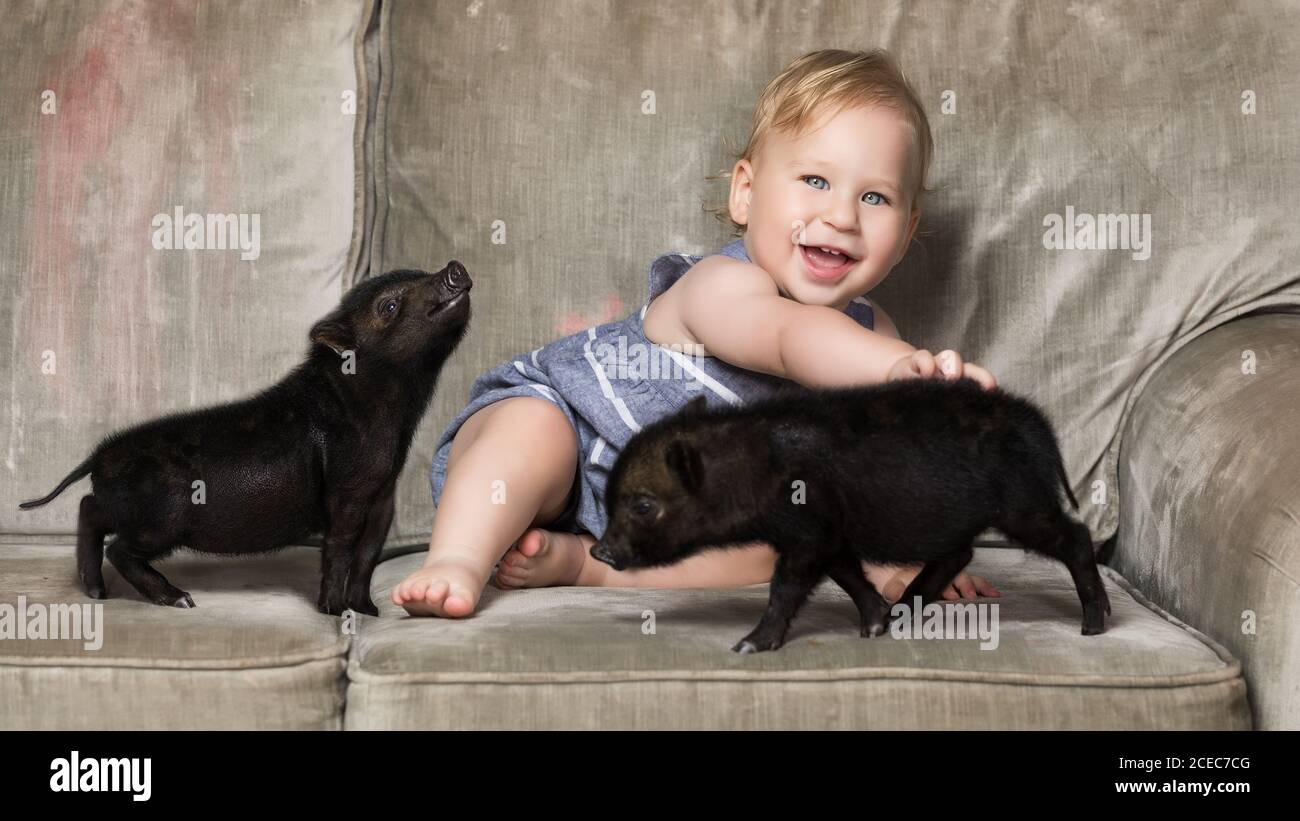 Black Miniature Pigs
