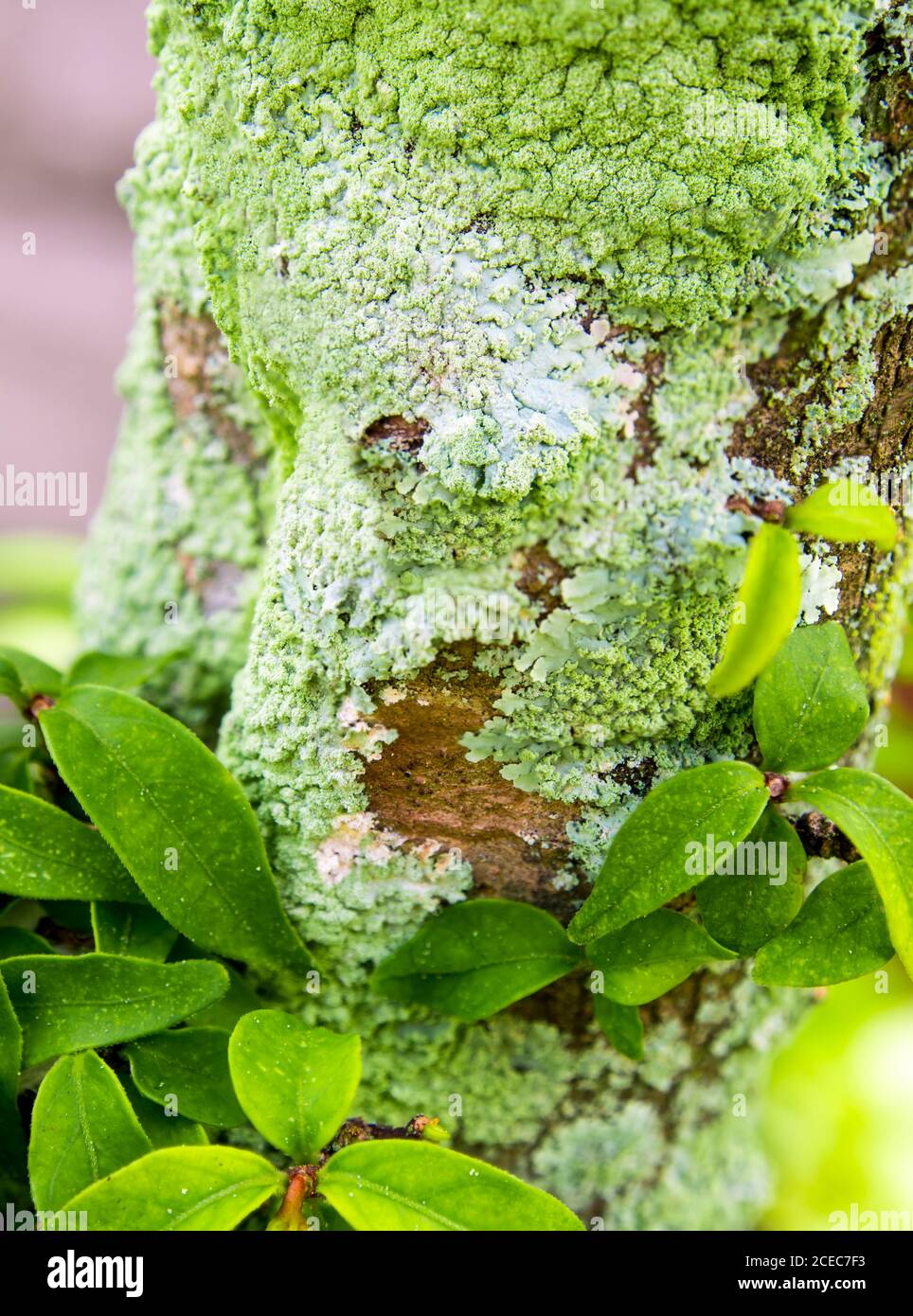 Tree bark covered in algae hi-res stock photography and images - Alamy