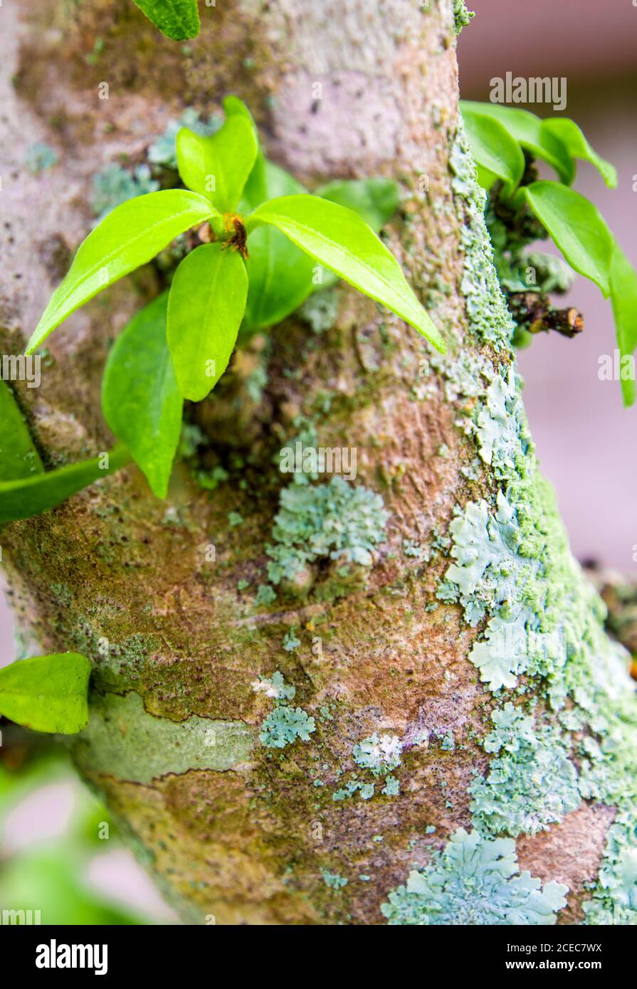 Green algae in the foreground hi-res stock photography and images - Alamy