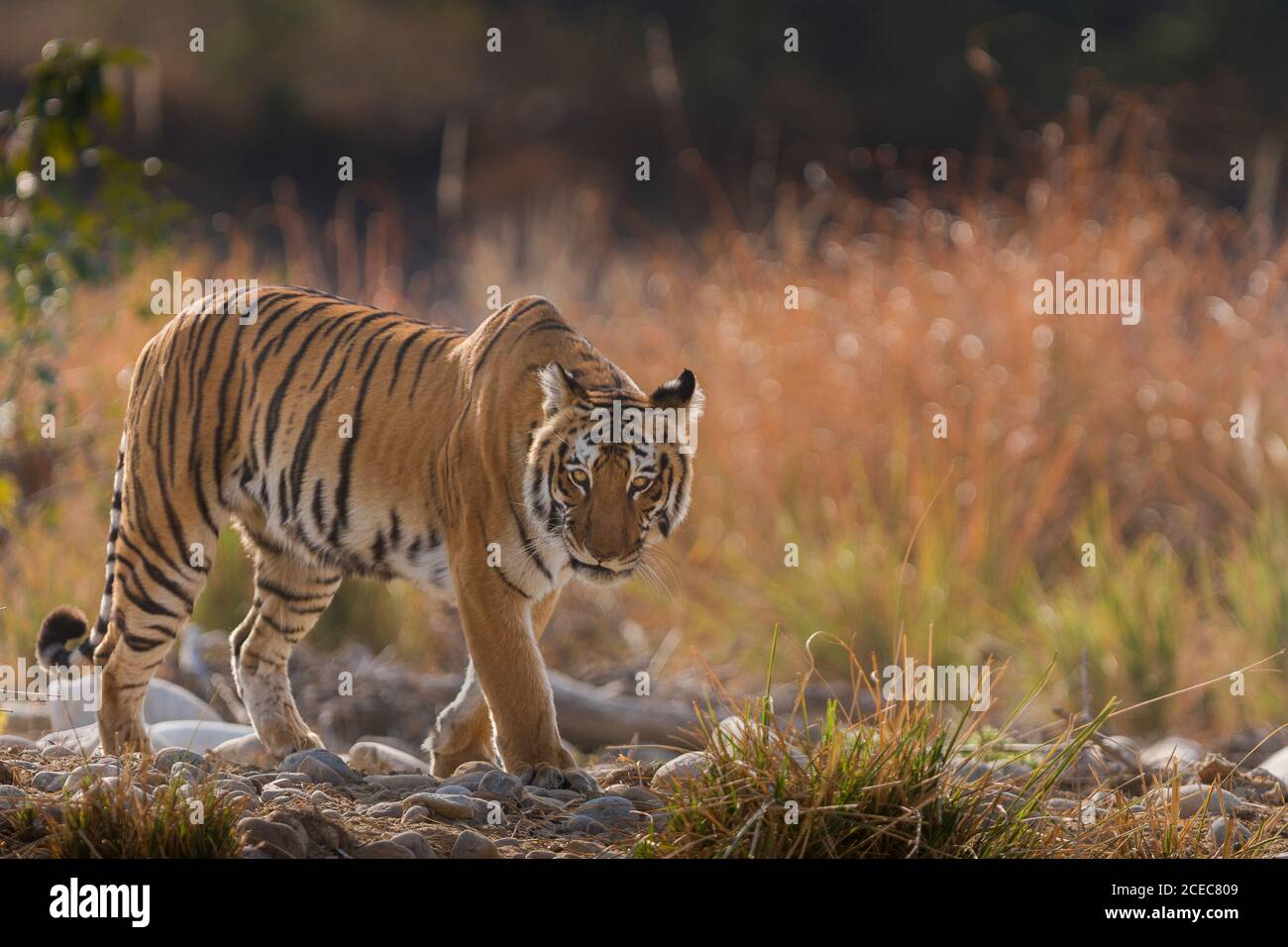 Adult female tiger walking on dry river bed with the backlight, Jim ...