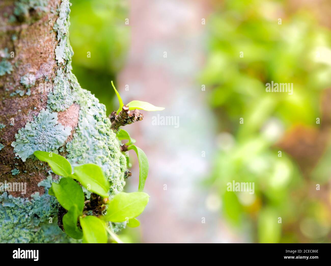 Close-up of beautiful green lichen, moss and algae growing covered on ...