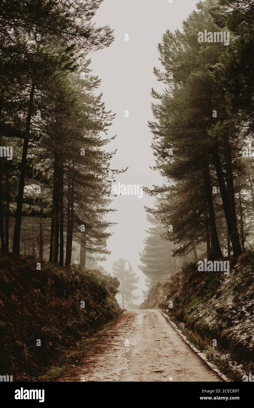 Narrow path in conifer forest Stock Photo - Alamy