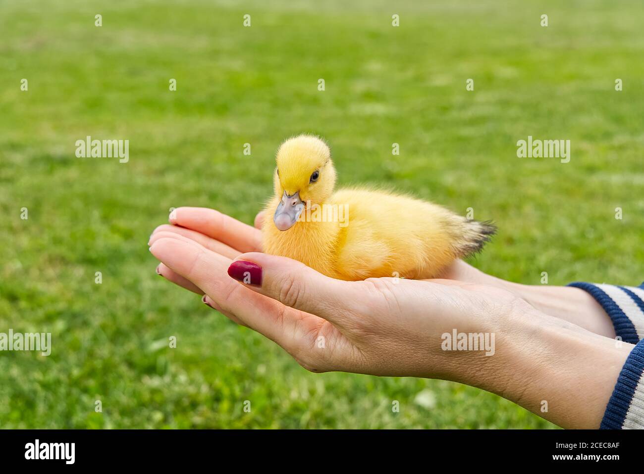 Human And A Baby Duck