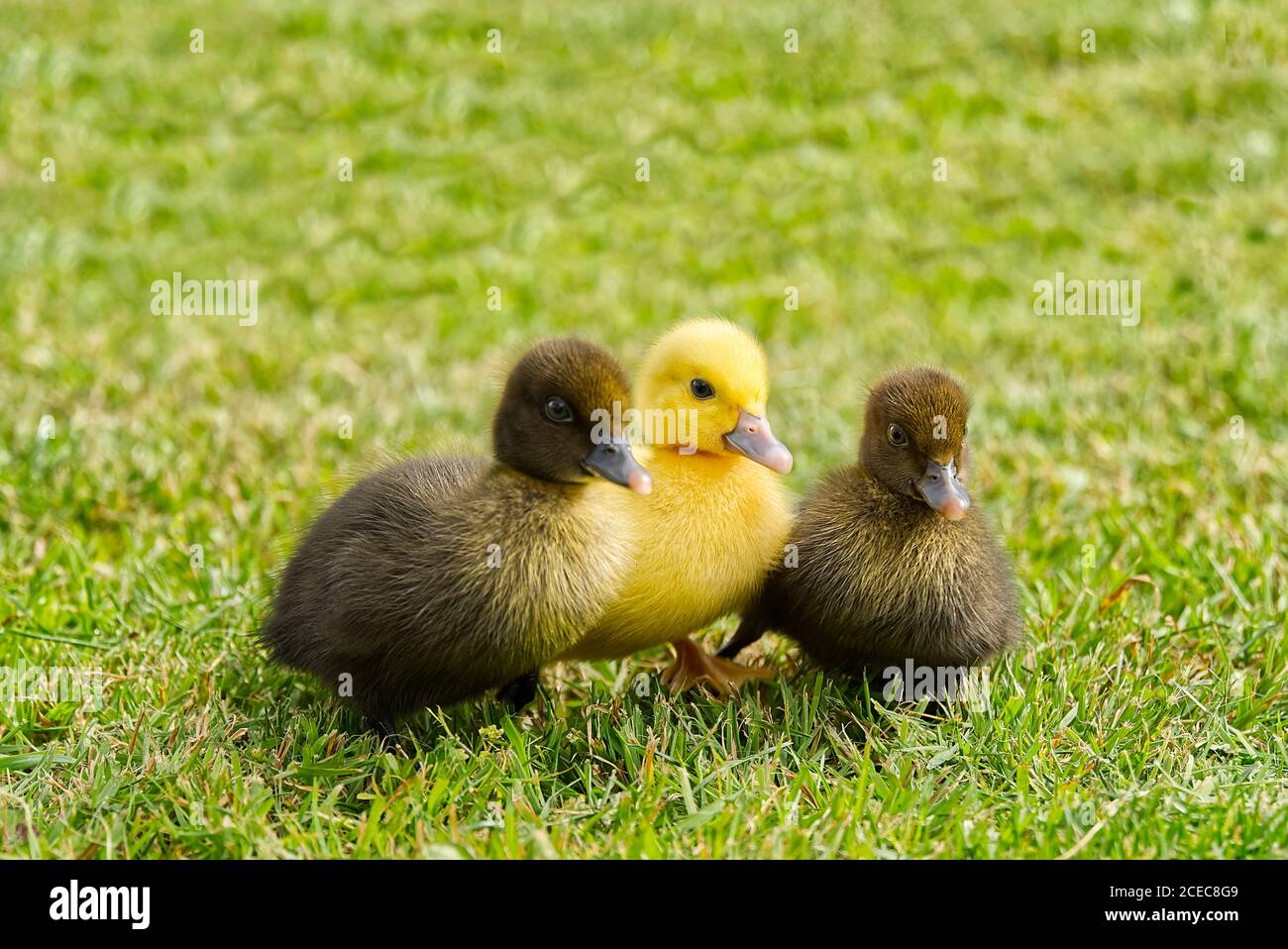 Small newborn ducklings walking on backyard on green grass. Yellow cute duckling running on ...
