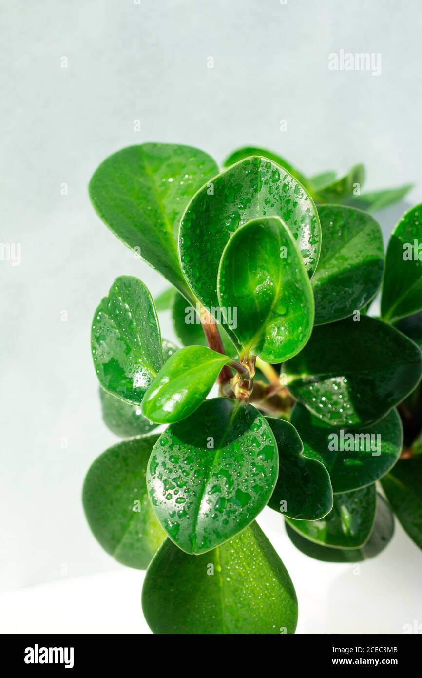 Home garden top view hi-res stock photography and images - Alamy