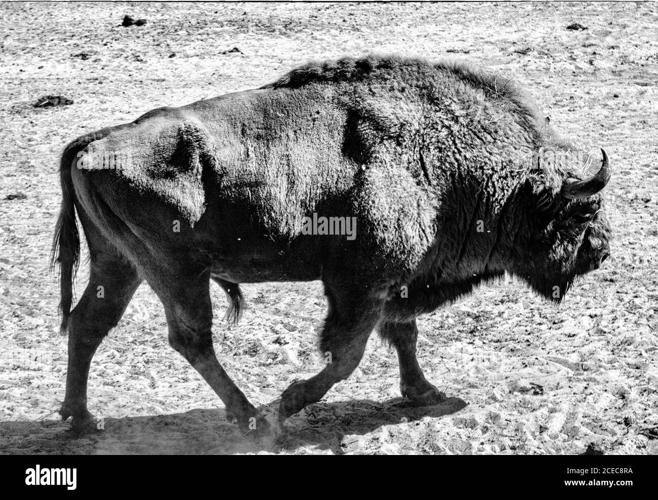 A view of a male European bison or Wisent bull Stock Photo - Alamy