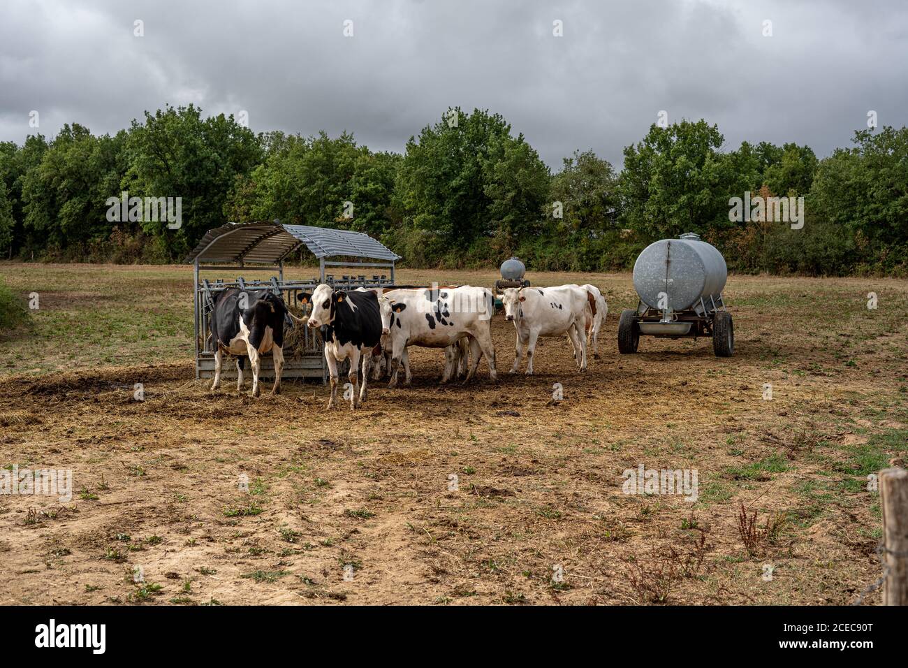 Cows on outdoor Farm. Cows eating hay in the stable. Tree cows look in ...