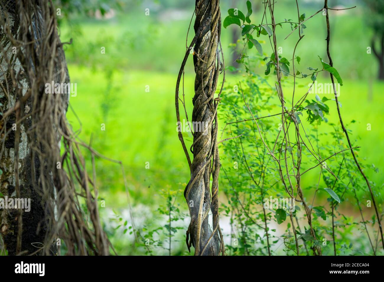 The creeping banyan tree hi-res stock photography and images - Alamy