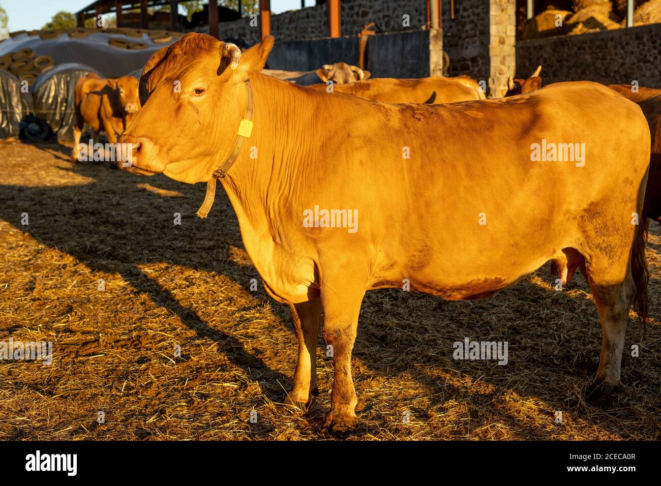 Domestic brown cow close up photo. Portrait of a Cow Grown for Organic ...