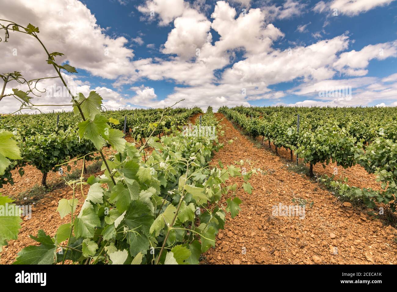 Green rows on rural plantation Stock Photo - Alamy