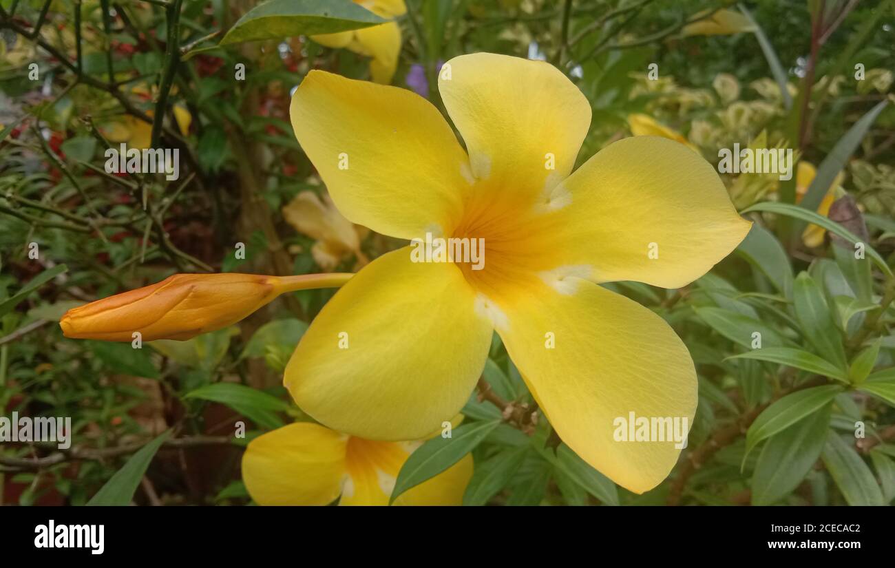 Allamanda flower hi-res stock photography and images - Alamy