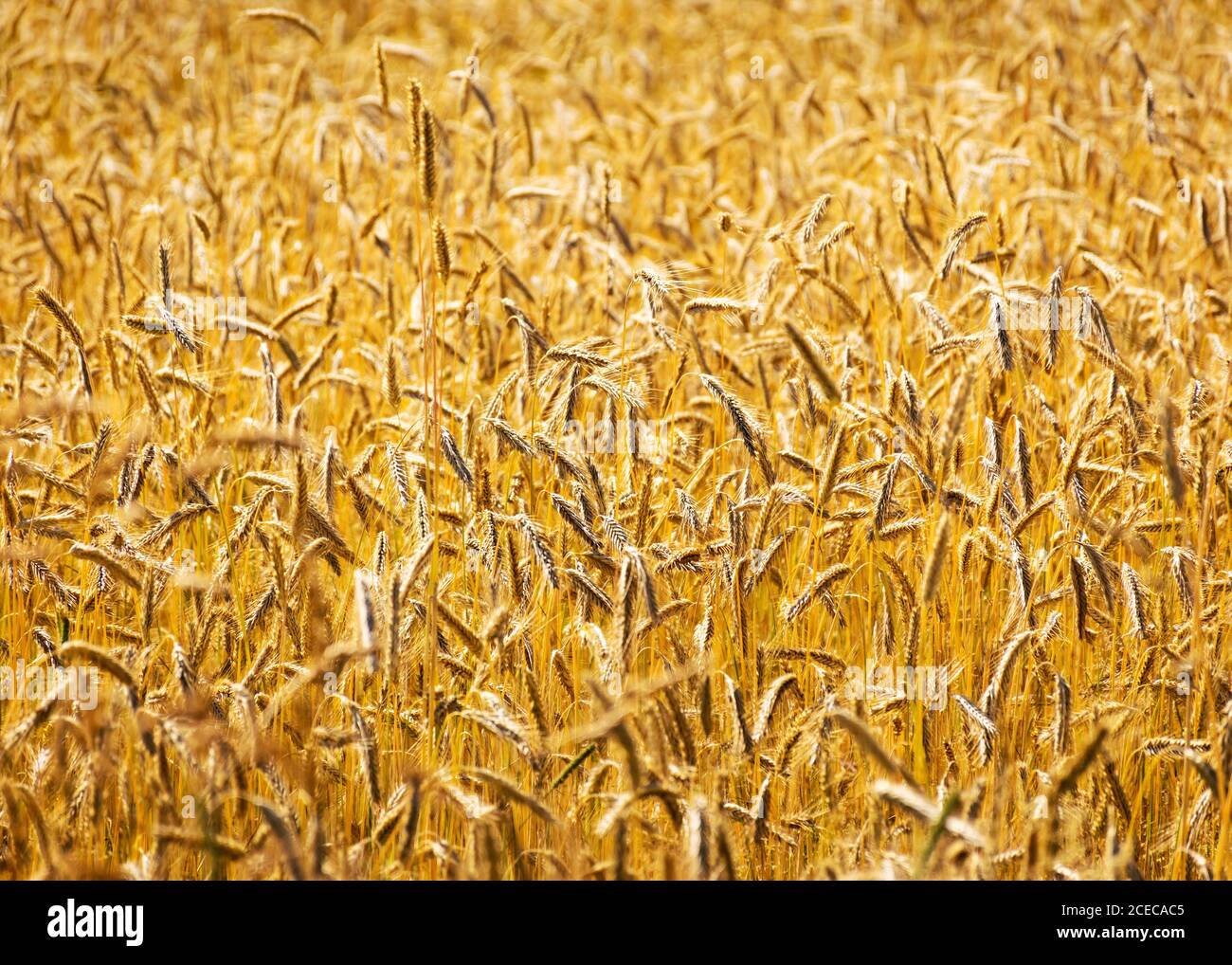 Cereal field texture grain hi-res stock photography and images - Alamy