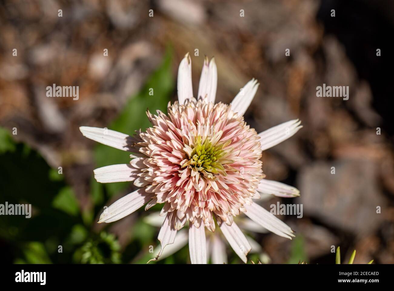 Flowers of Echinacea - an herb stimulating the immune system Stock ...