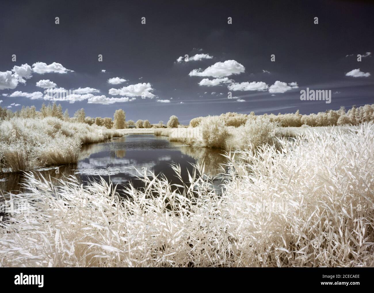 sunny summer landscape, infrared photo snowy tree amazing nature lake ...