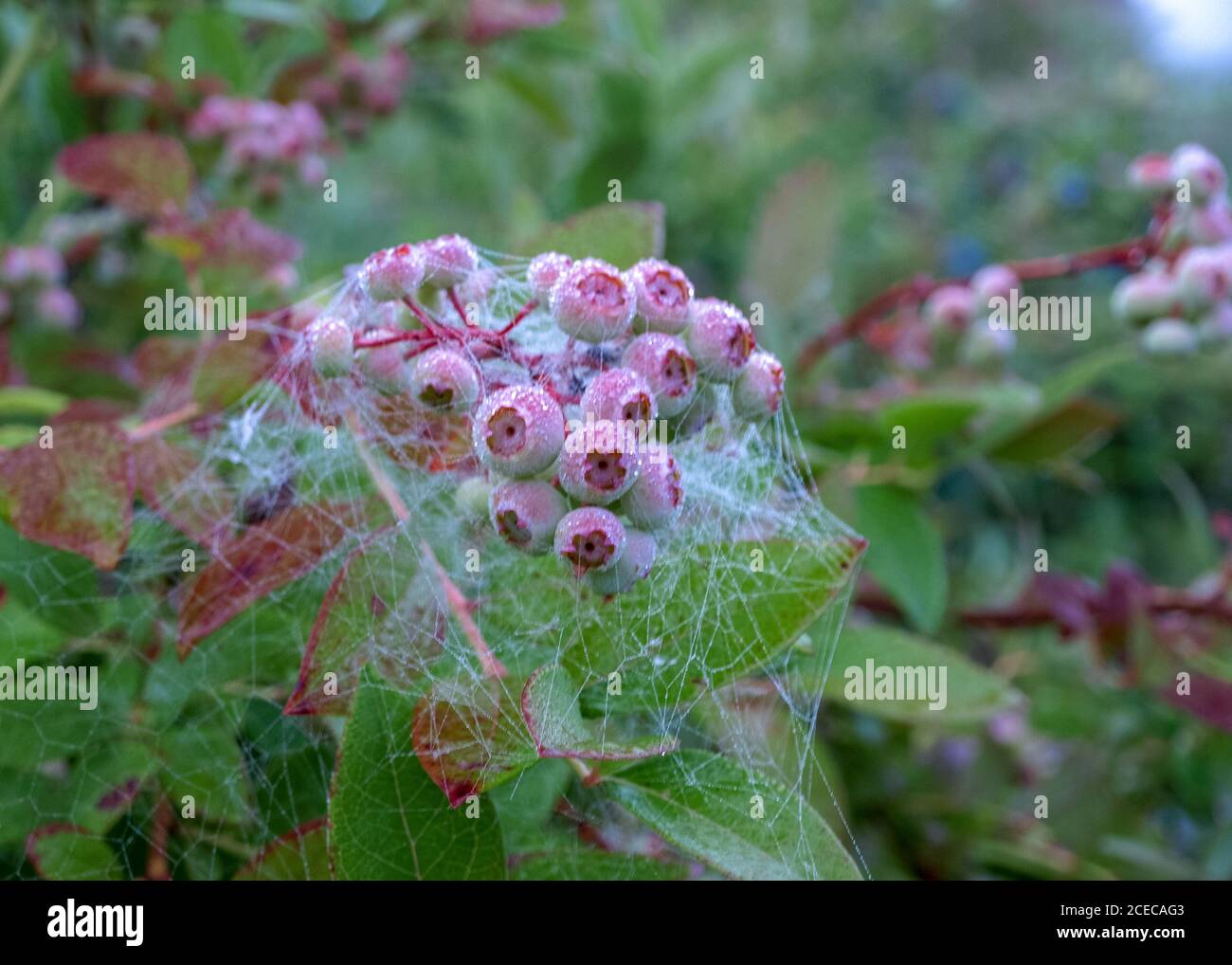 spider web in the morning dew, blueberry berries and green leaves ...