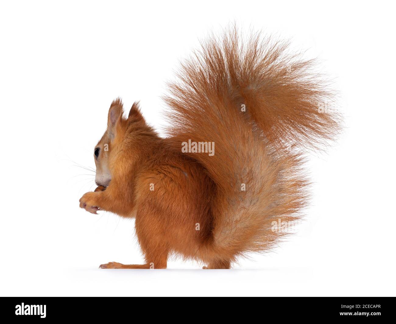 Red Japanese Lis squirrel, sitting side ways, holding a hazel nut in ...