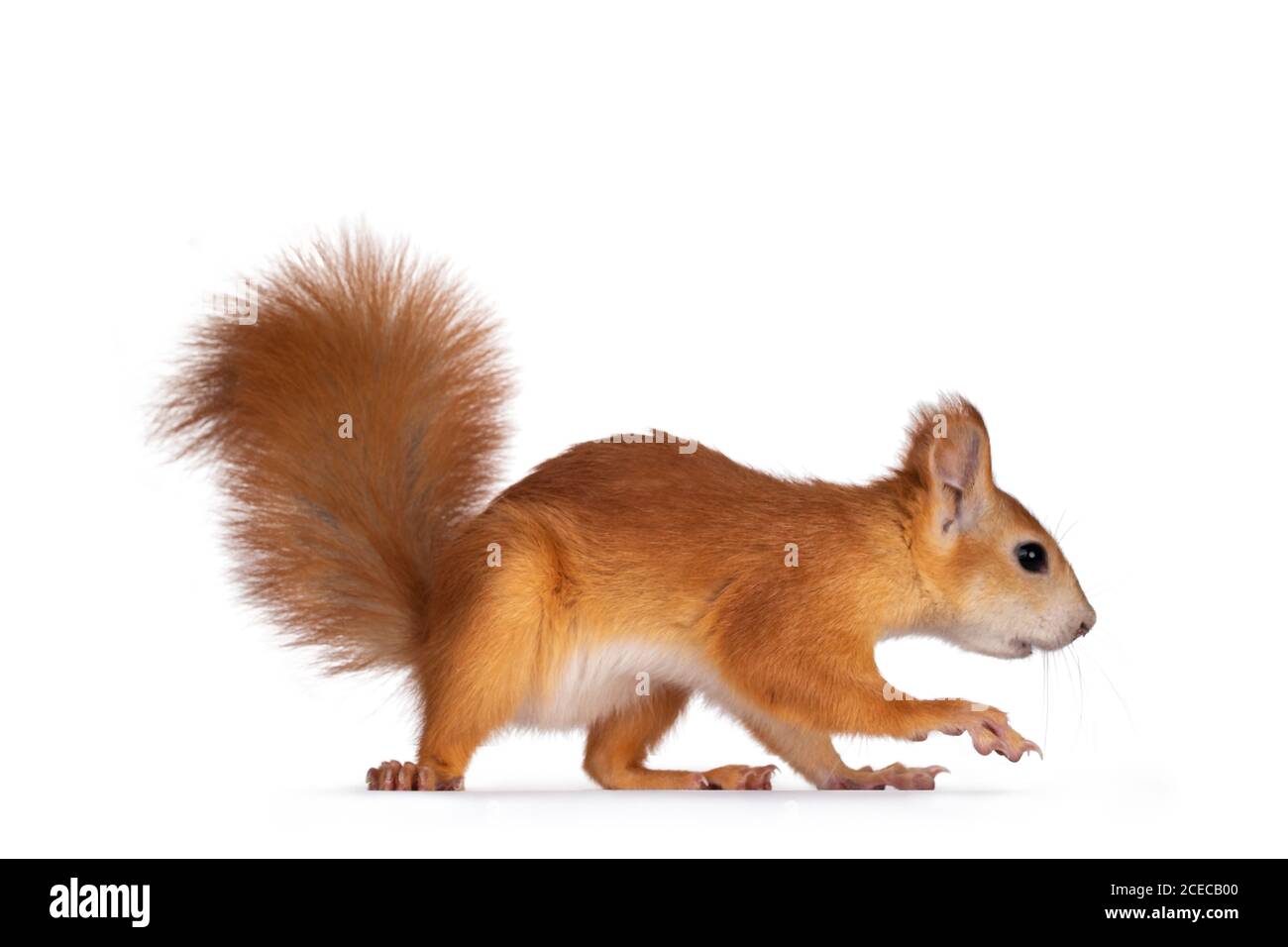 Red Japanese Lis squirrel, walking away side ways. Looning straight ...