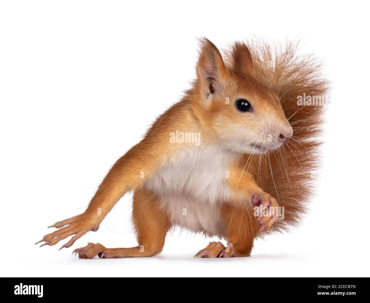 Red Japanese Lis squirrel, sitting side way. Ready to run to the side ...