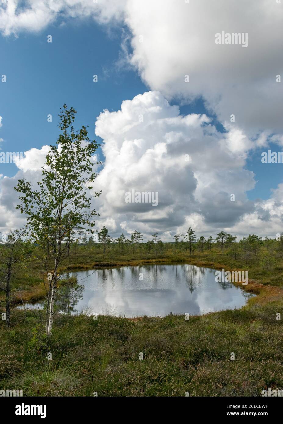 sunny summer landscape from the swamp, white cumulus clouds reflect in ...