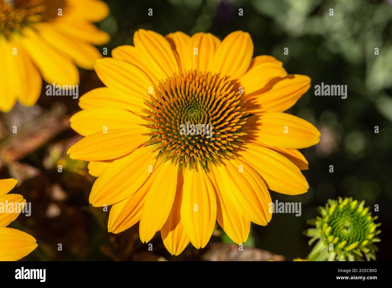 Rudbekia Yellow Daisy flowers in ornamental garden Stock Photo - Alamy