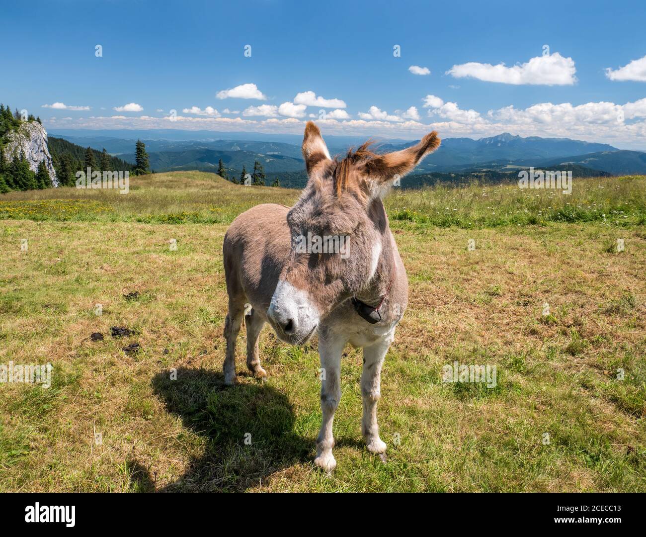 Portrait detail with a cute donkey in the mountains of Romania. Donkey ...