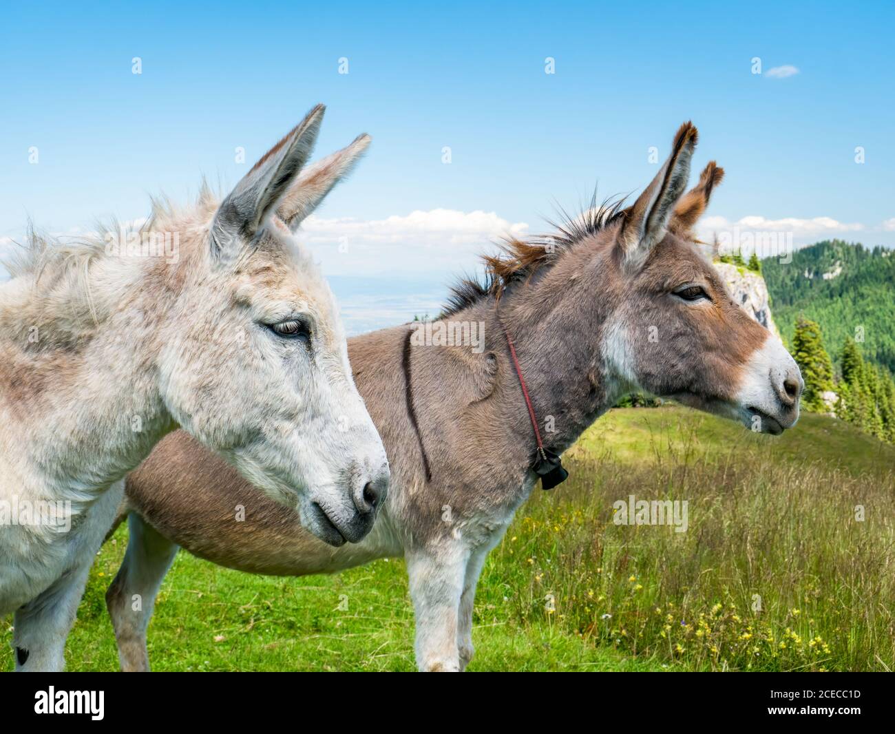 Two cute donkeys in the Piatra Mare (Big Rock) mountains in Romania ...