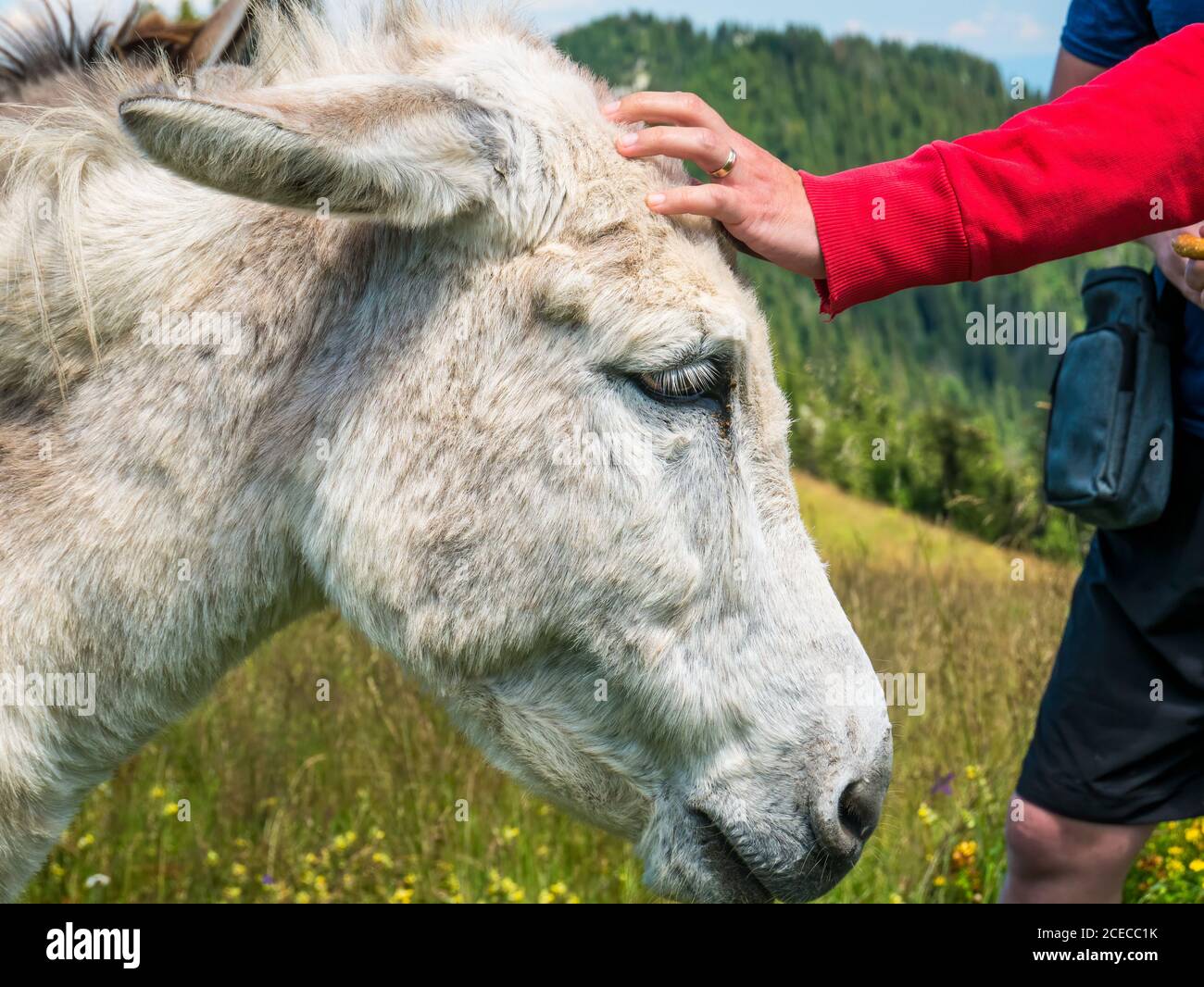 Woman's hand petting or gentle stroking a cute donkey Stock Photo - Alamy