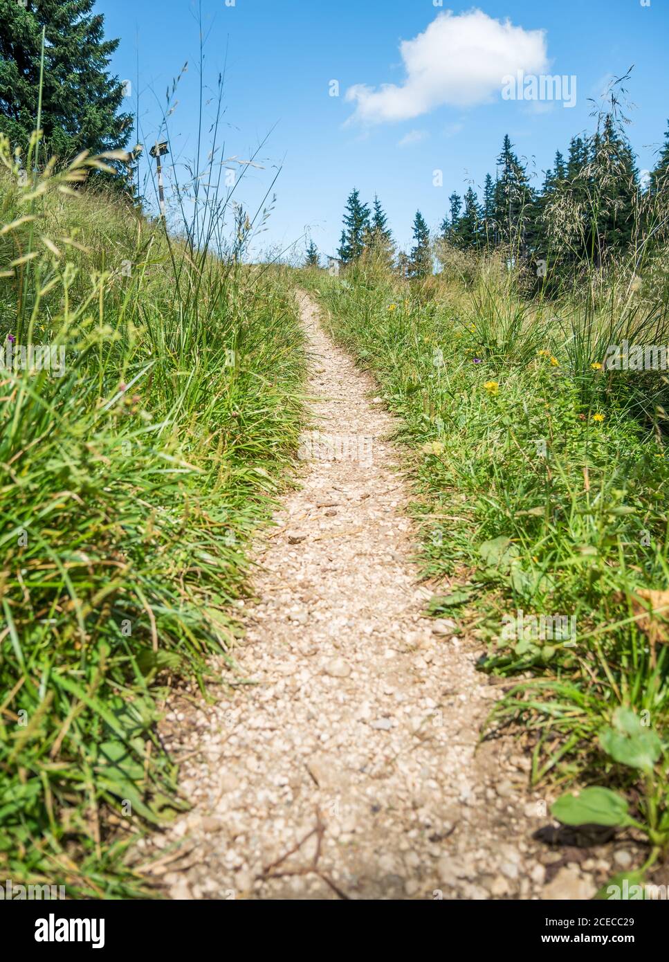Foot path or nature trail in the woods with green grass on both sides ...