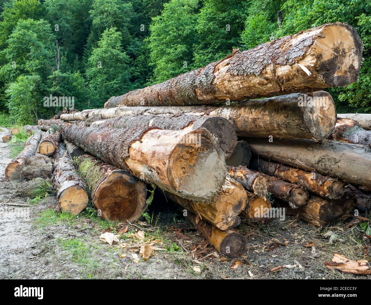 Illegal Logging Clipart