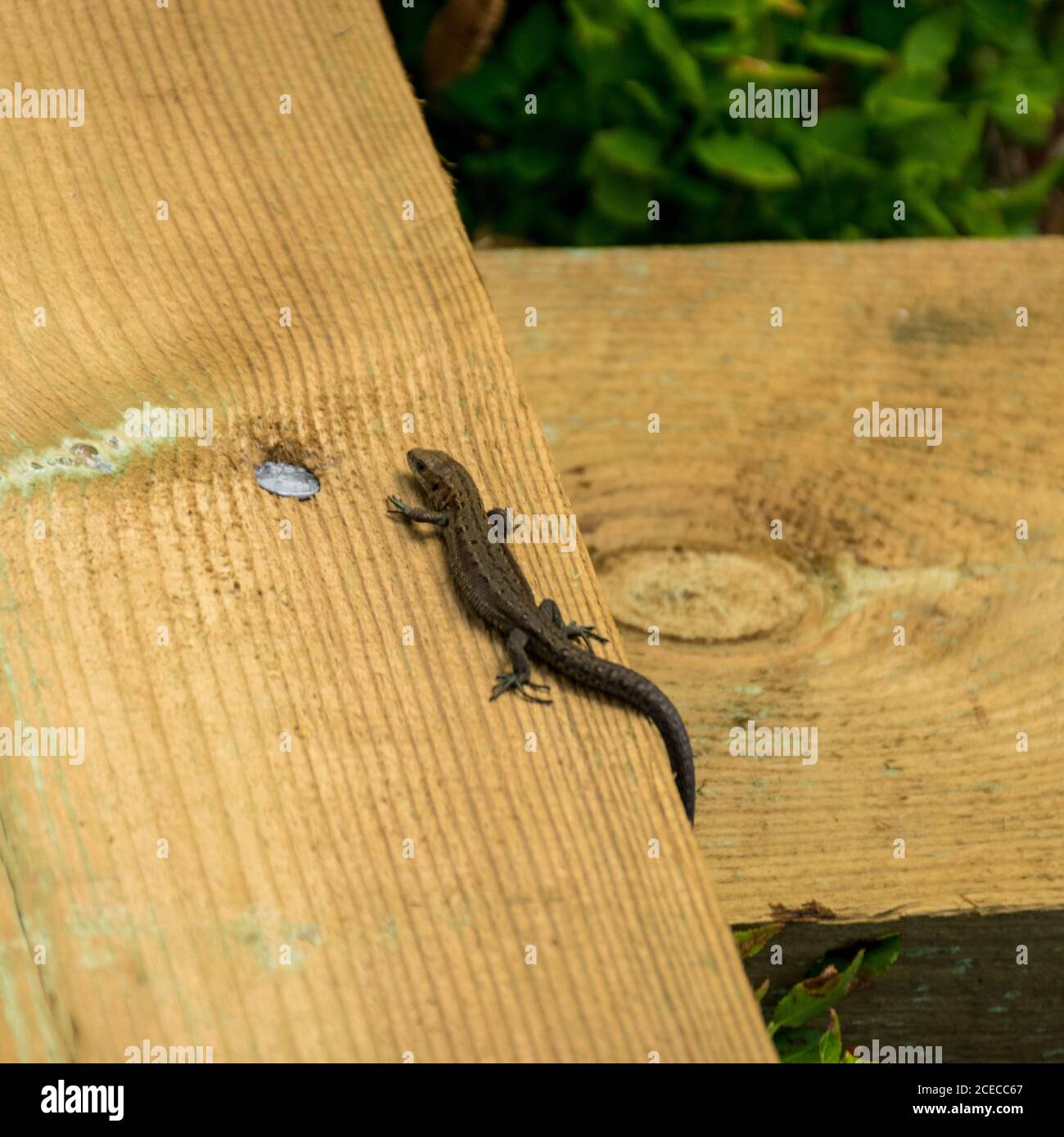 photo with a bog lizard on a wooden pedestrian footbridge in the bog ...