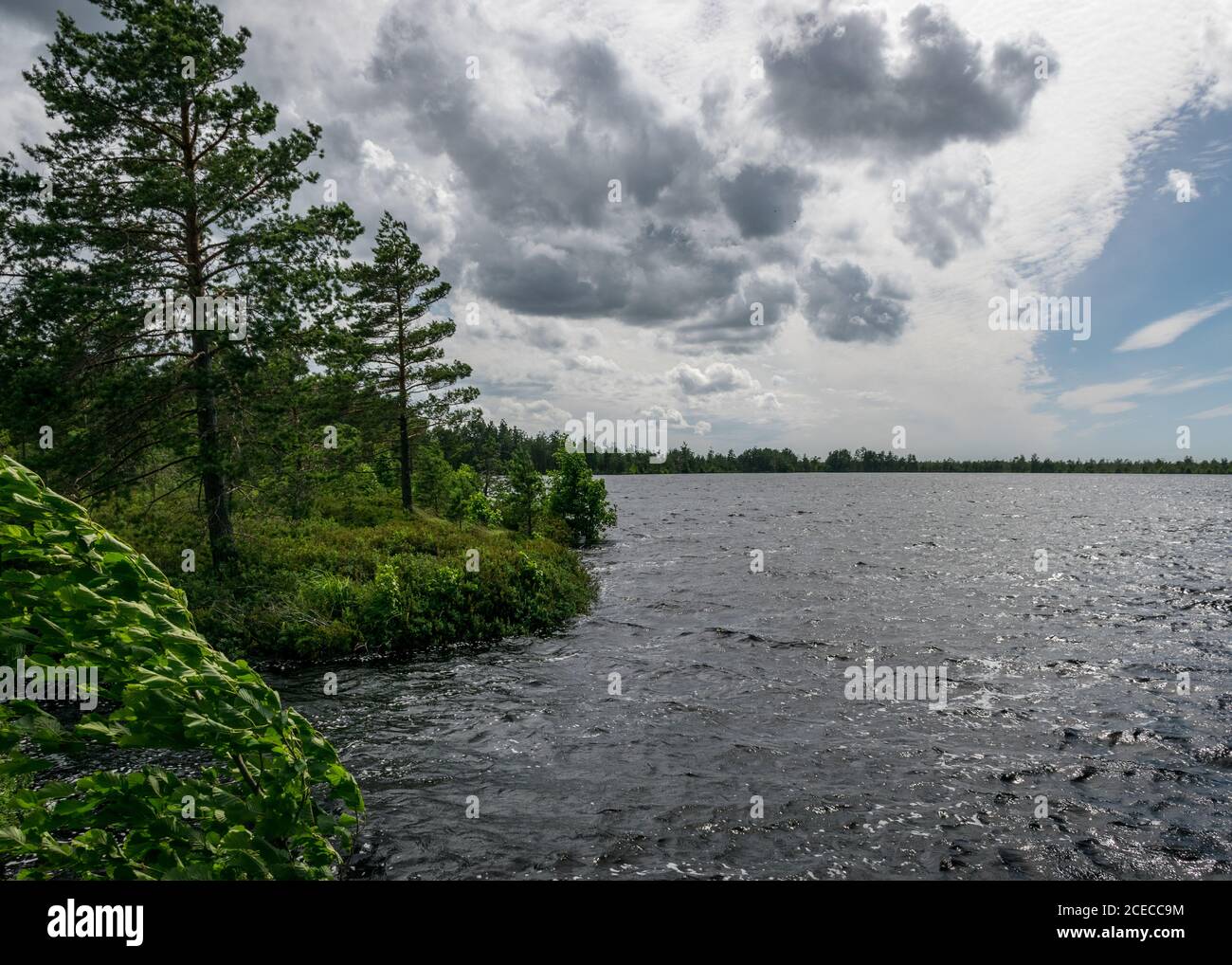 windy landscape with a swamp lake, the lake water ripples and trees ...