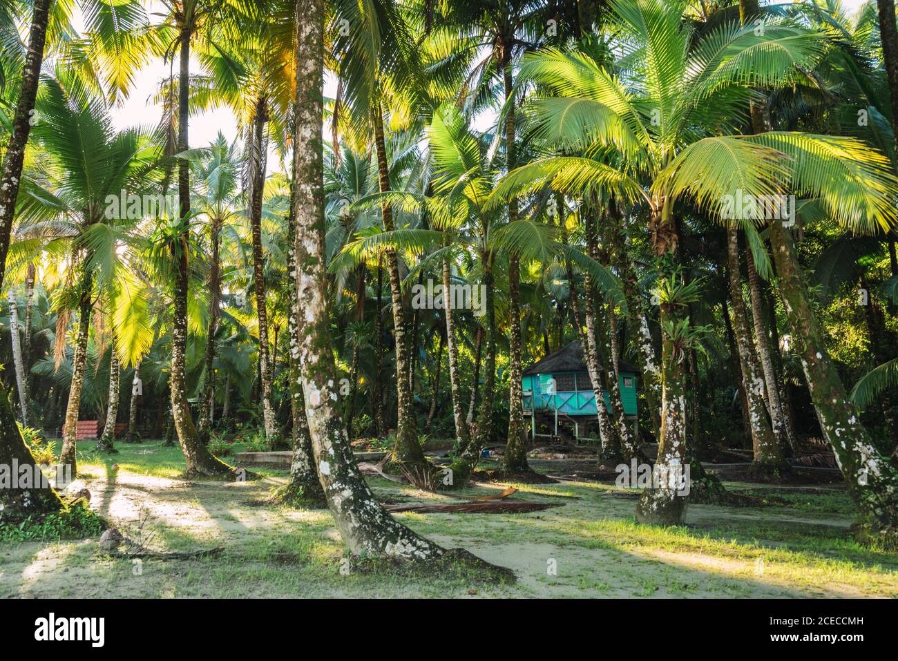 Beautiful tropical landscape green palm trees calm seashore remote ...