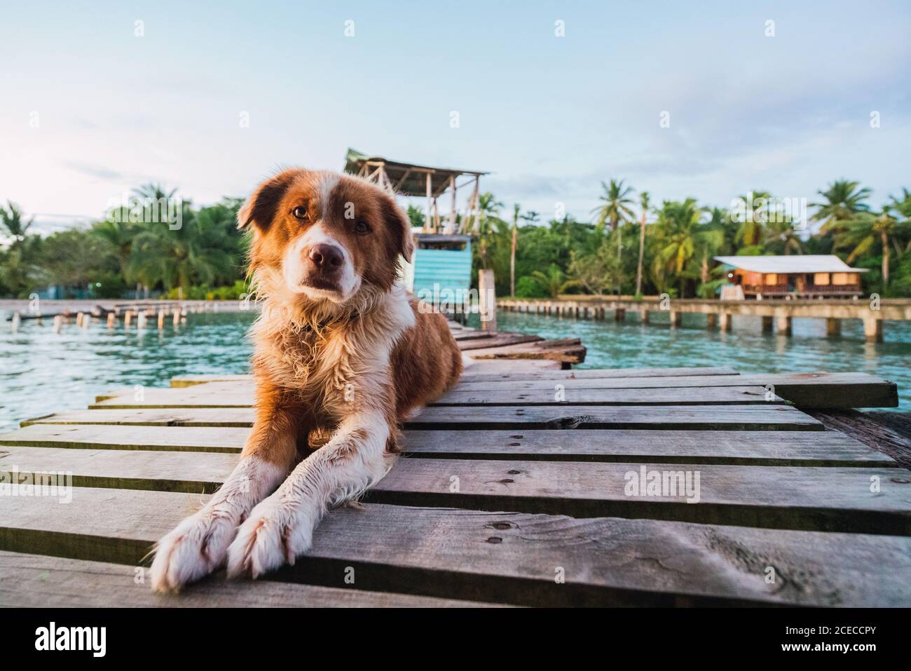 Random Bred Dog High Resolution Stock Photography and Images - Alamy