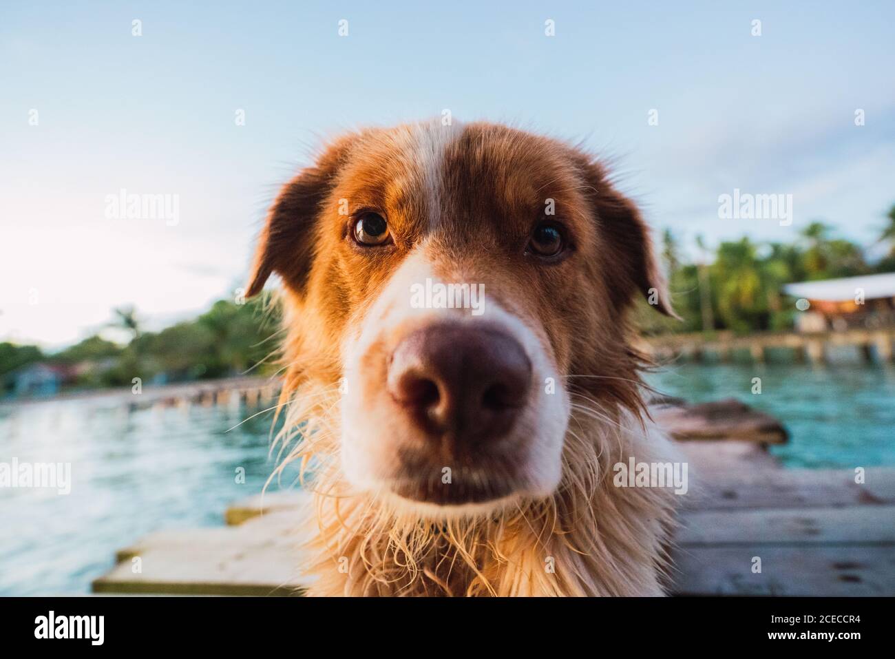 Random dog hi-res stock photography and images - Alamy