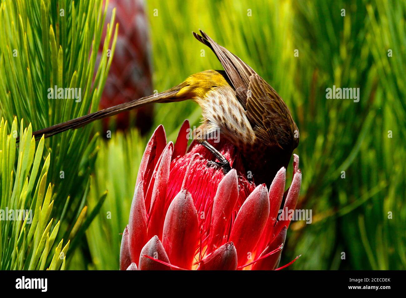 A female Cape sugarbird feeding on the nectar deep inside a protea ...