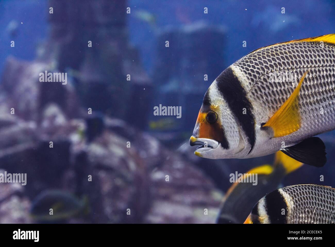 Closeup beautiful tropical fish swimming in transparent water of large ...