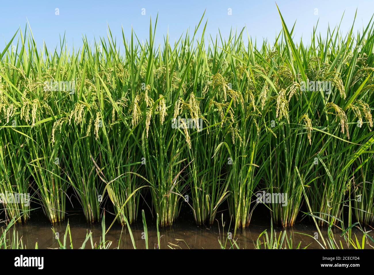 Ear of rice plant in August (late sumer), Isehara City, Kanagawa ...