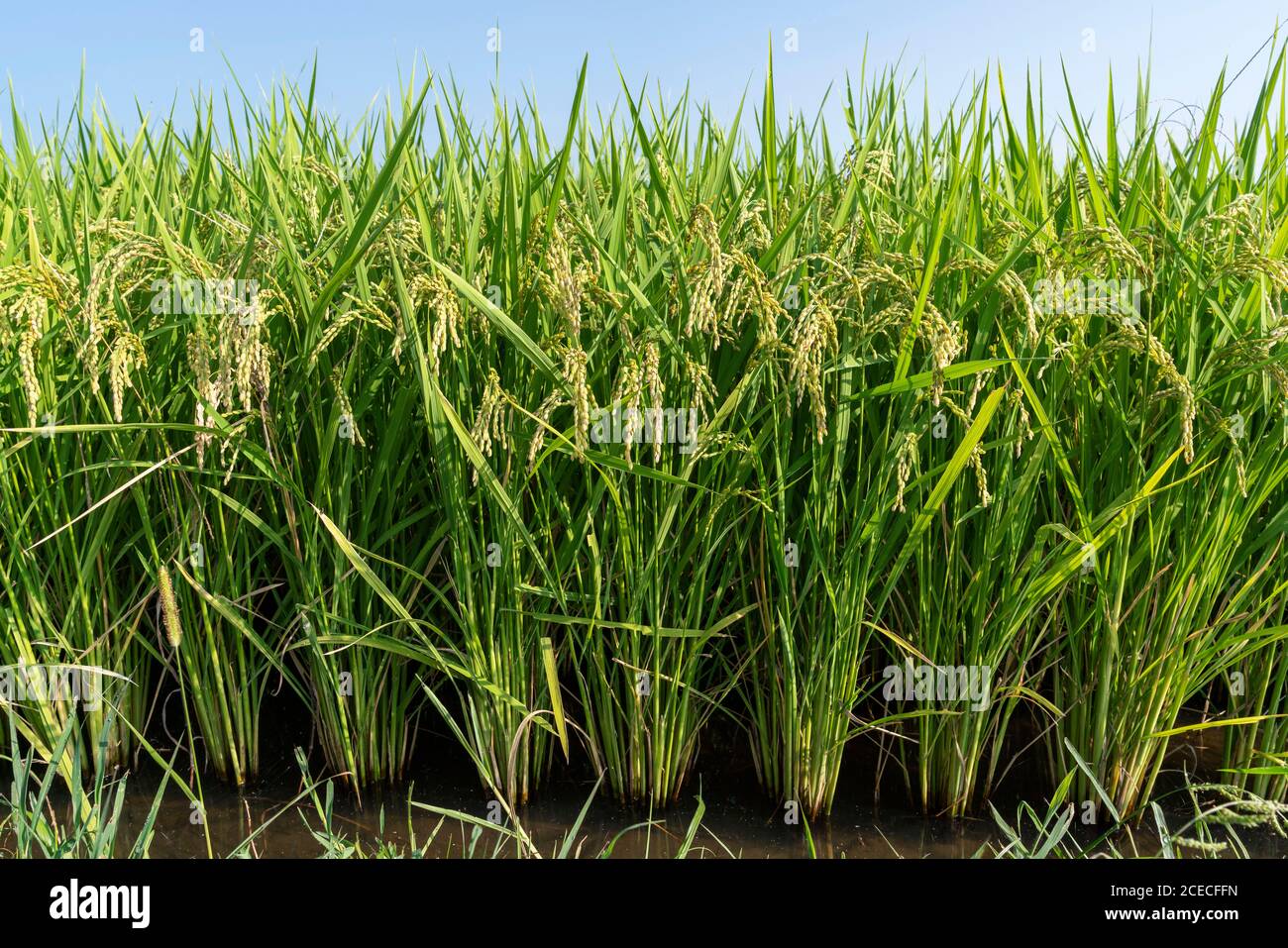 Ear of rice plant in August (late sumer), Isehara City, Kanagawa ...