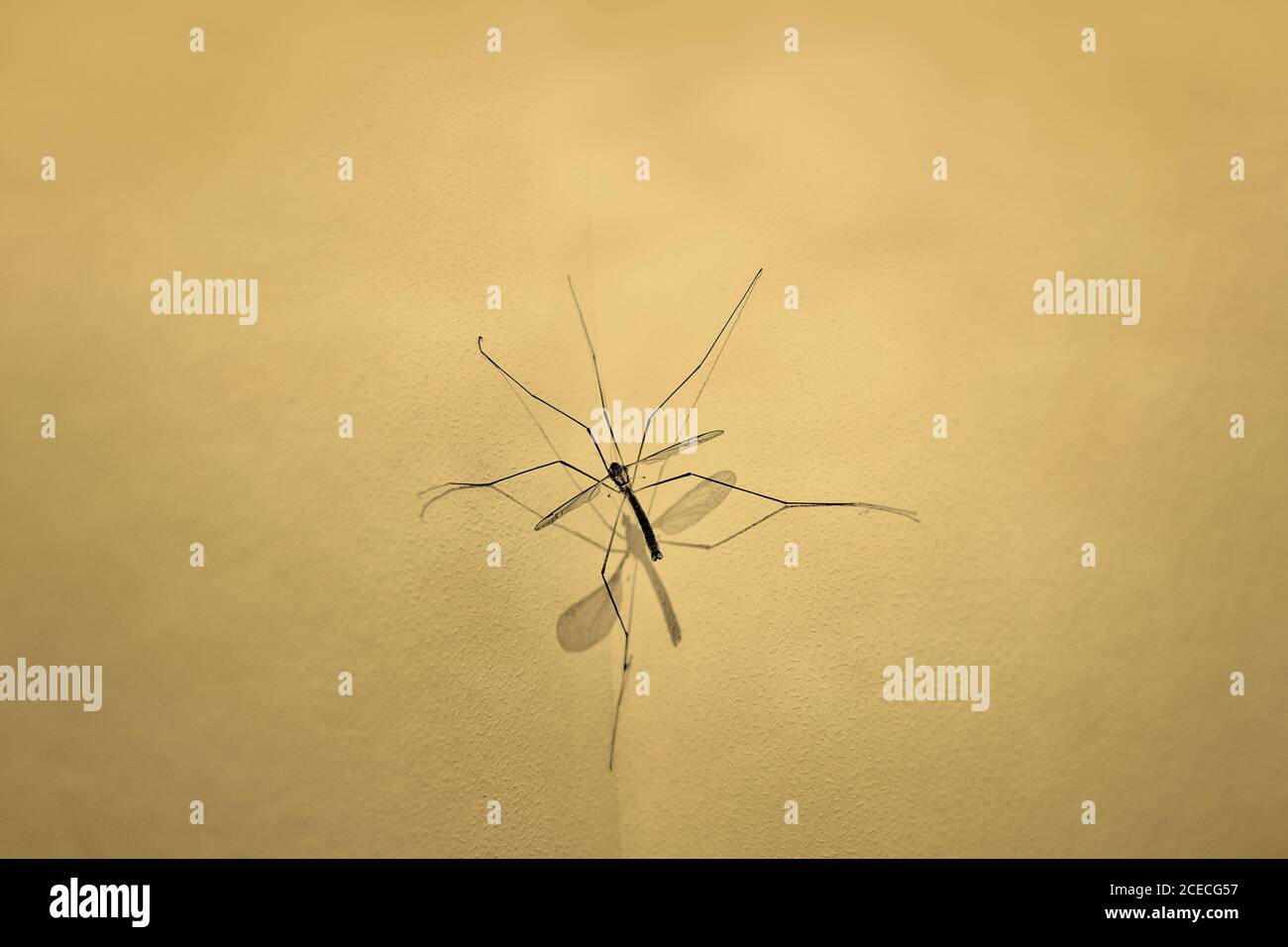 Scary shadow legs hi-res stock photography and images - Alamy
