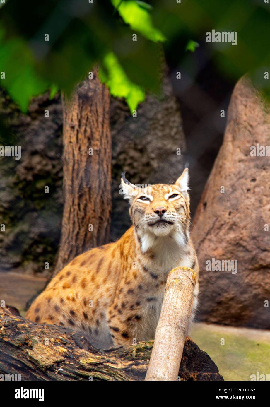 A wild lynx is photographed through the bars of an enclosure at the zoo ...